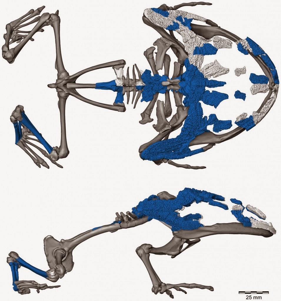 Big Al the Paleo-Traveler: Top 10 Vertebrate Paleontology Discoveries ...