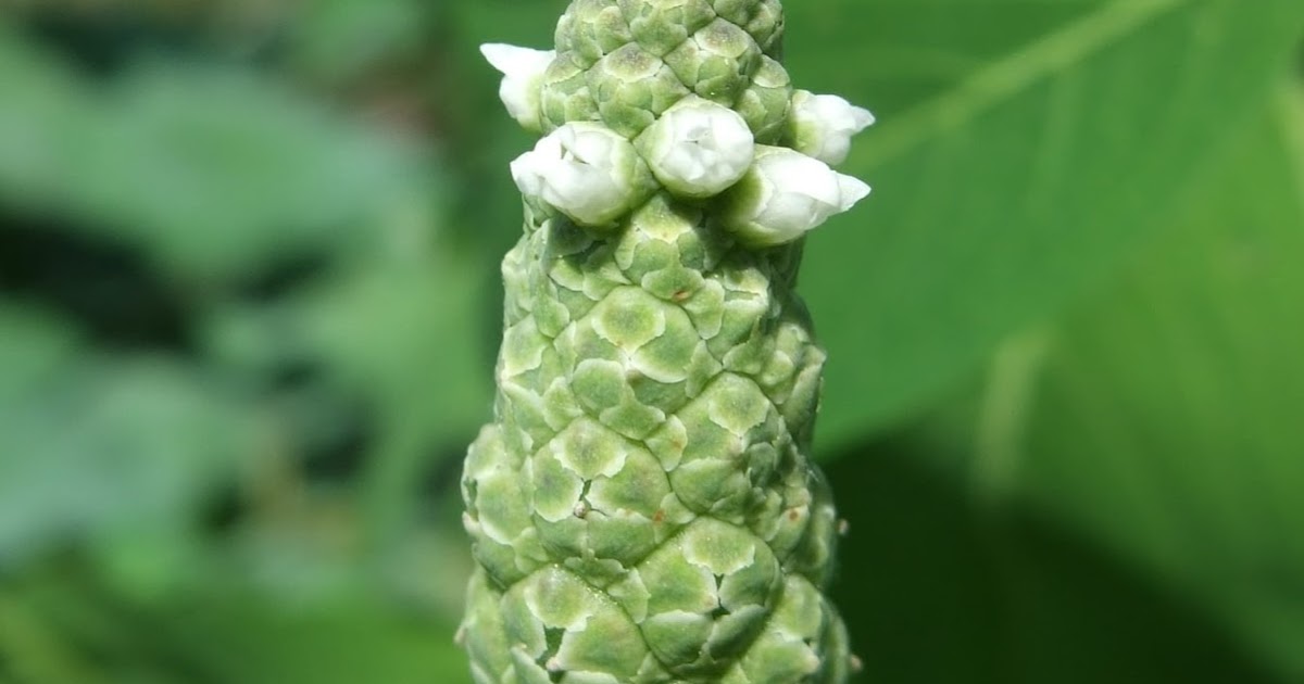 Sphenoclea zeylanica