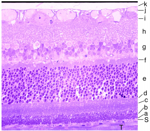 Maggie McGuire: BIOL 3500