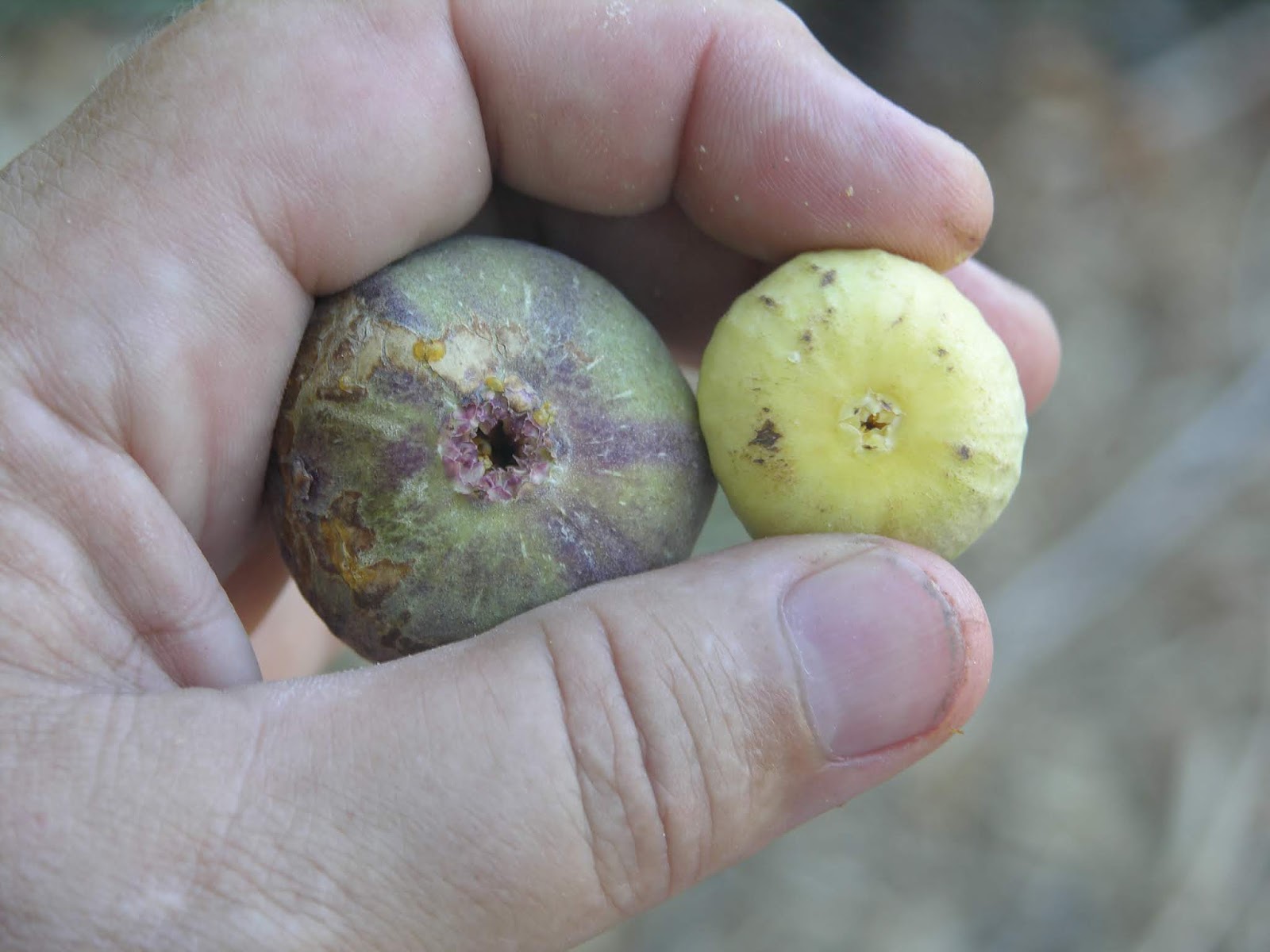Xtremehorticulture of the Desert: Figs Have "Eyes" Important for ...