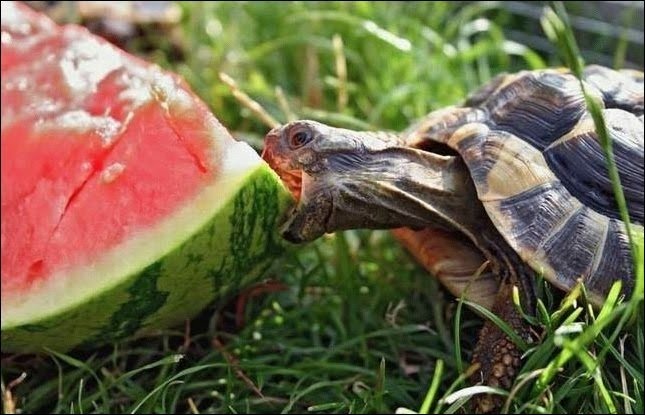 15 Animals eating watermelons (15 pics) | Amazing Creatures