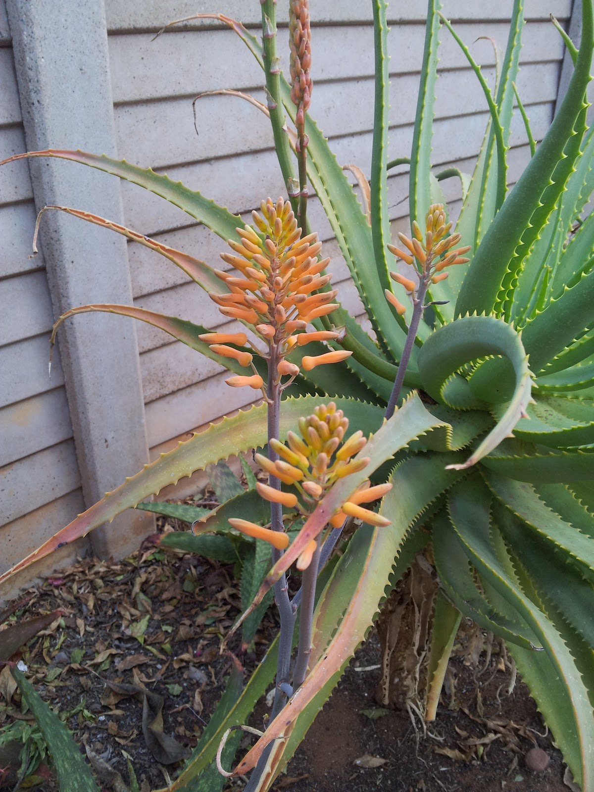 Jean's Aloes: Flowering Aloes in My Garden Part 1