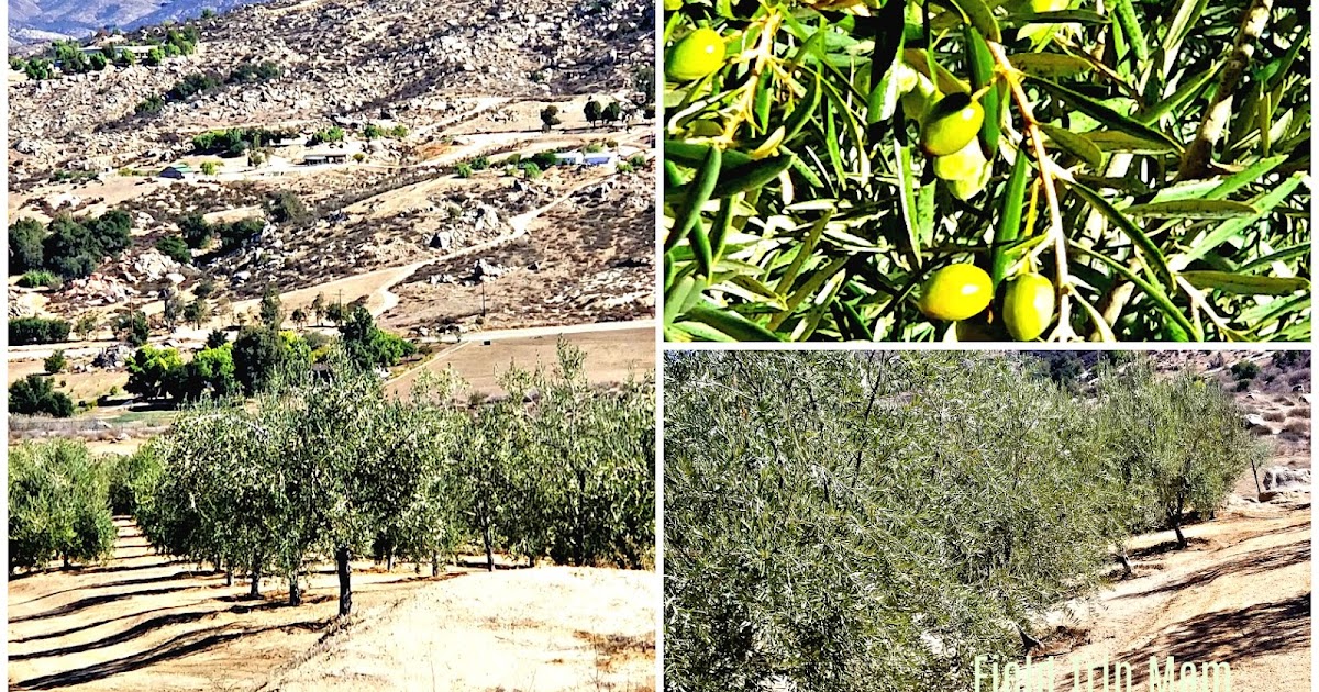 Award-winning olives are grown here in Southern California.