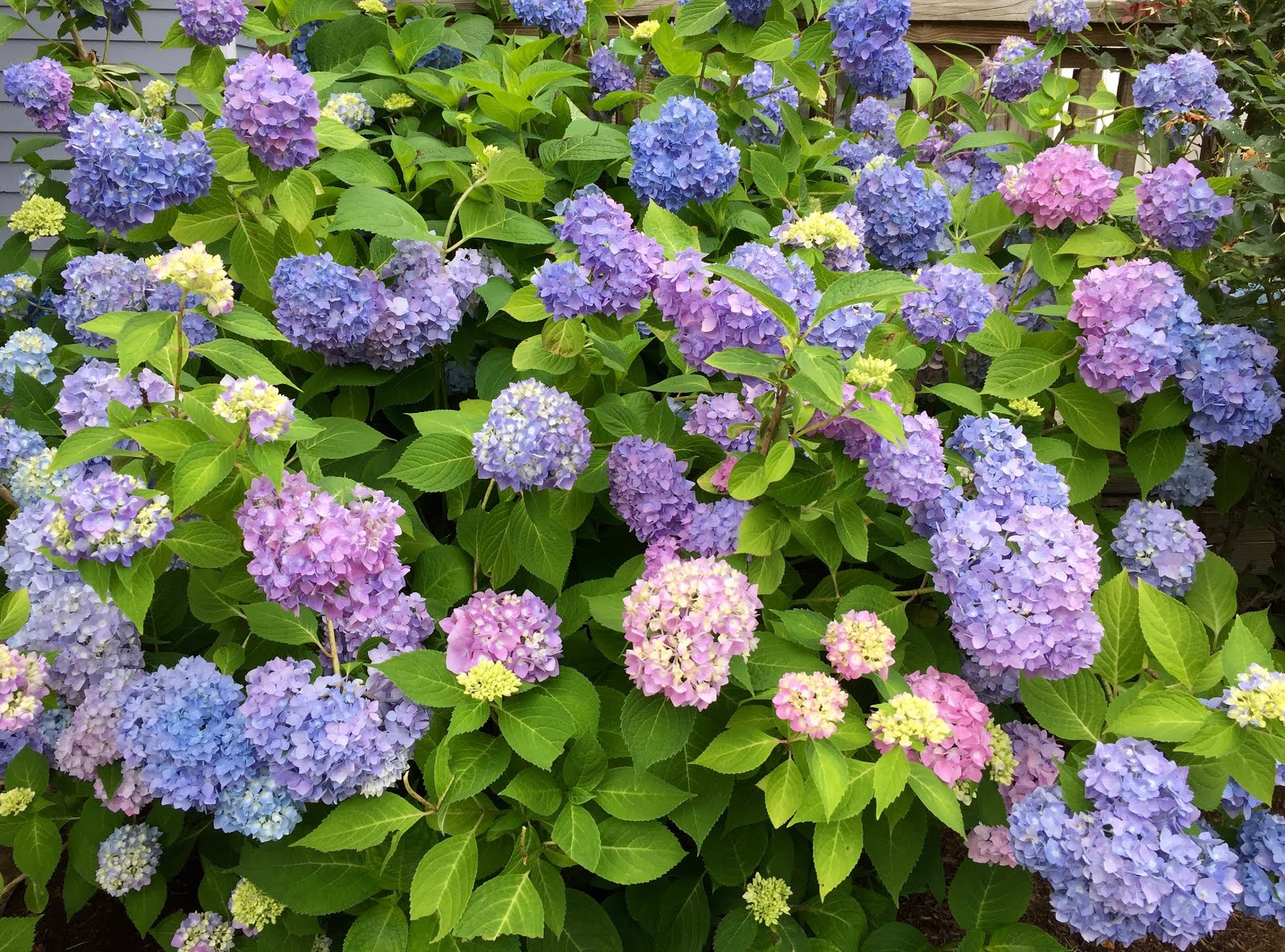 It's All About Purple: The Hydrangeas....