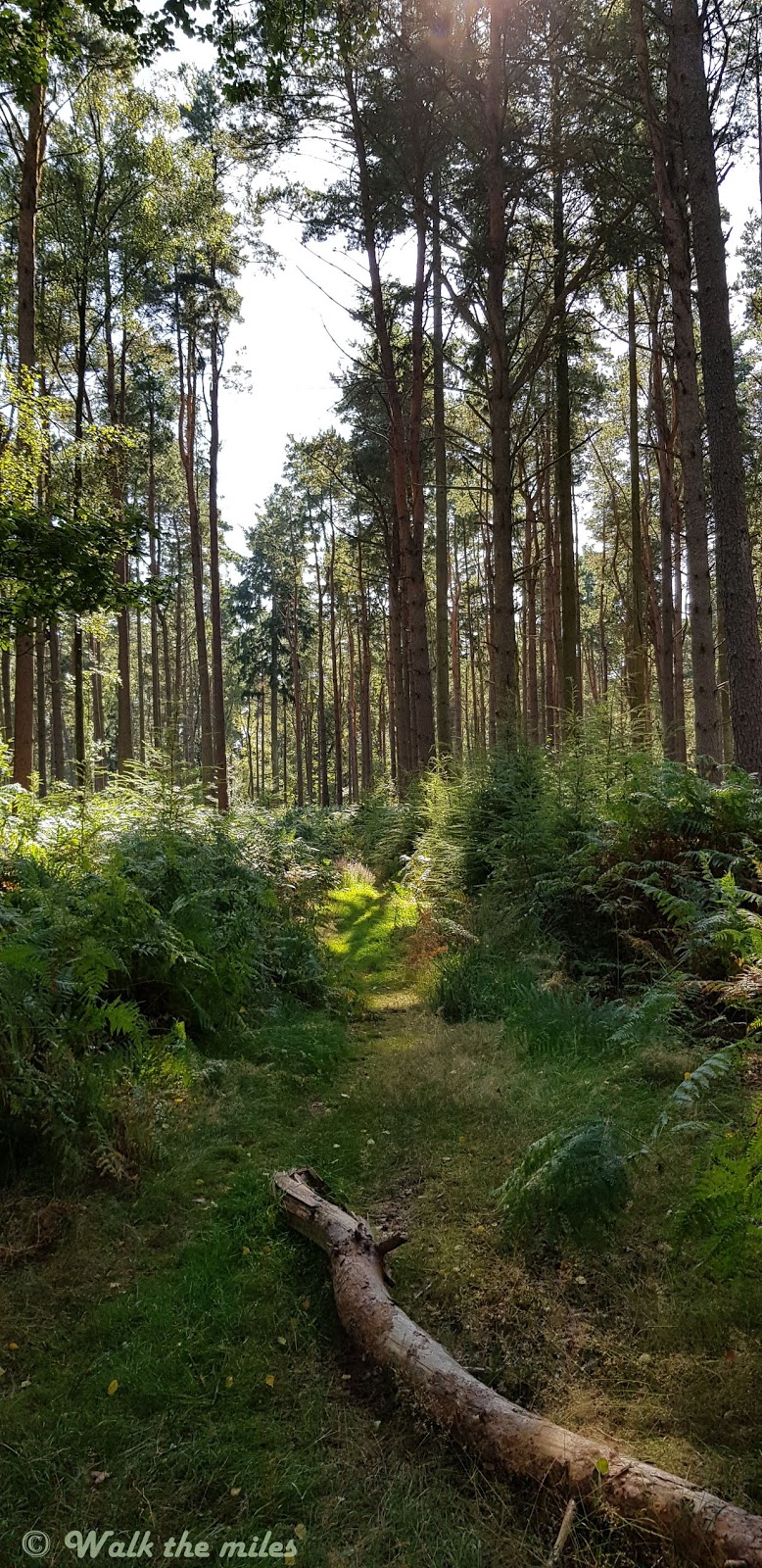 Walk the miles: Winterfold Forest