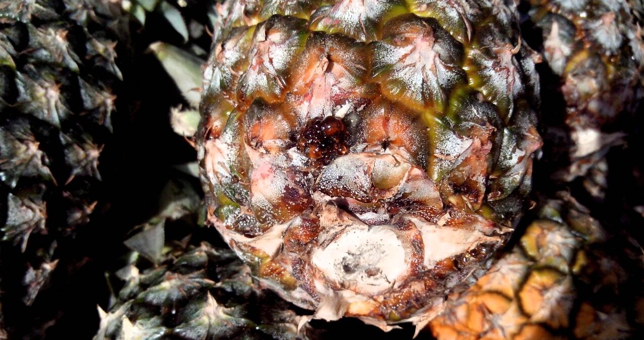 Gomose do abacaxi (Fusarium subglutinans) - Herbário Virtual de ...