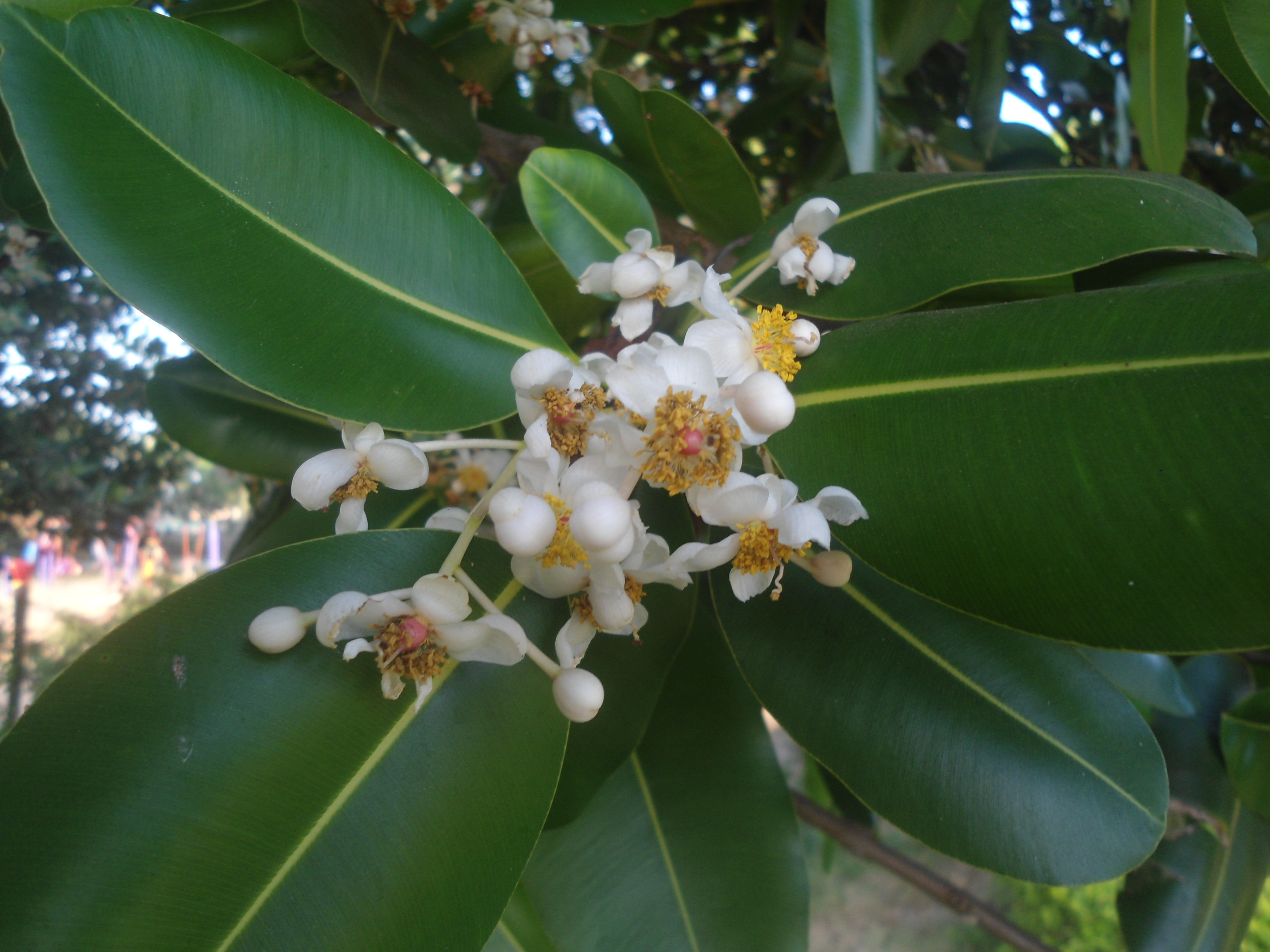 Variety of Life: Calophyllaceae