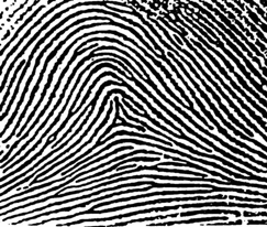 All About Forensic & Investigative Sciences: Fingerprints- An Introduction