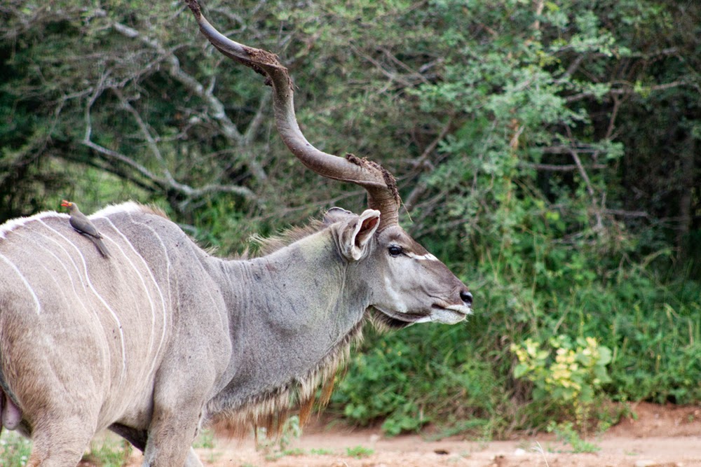 Adventures of Ben & Kari: African Adventure 2014 - Chapungu Camp Day 3
