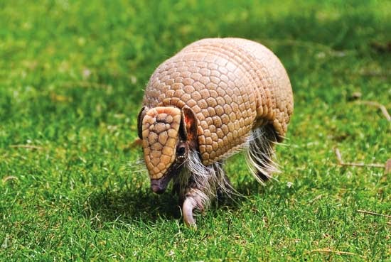 Brazilian three banded armadillo - Alchetron, the free social encyclopedia