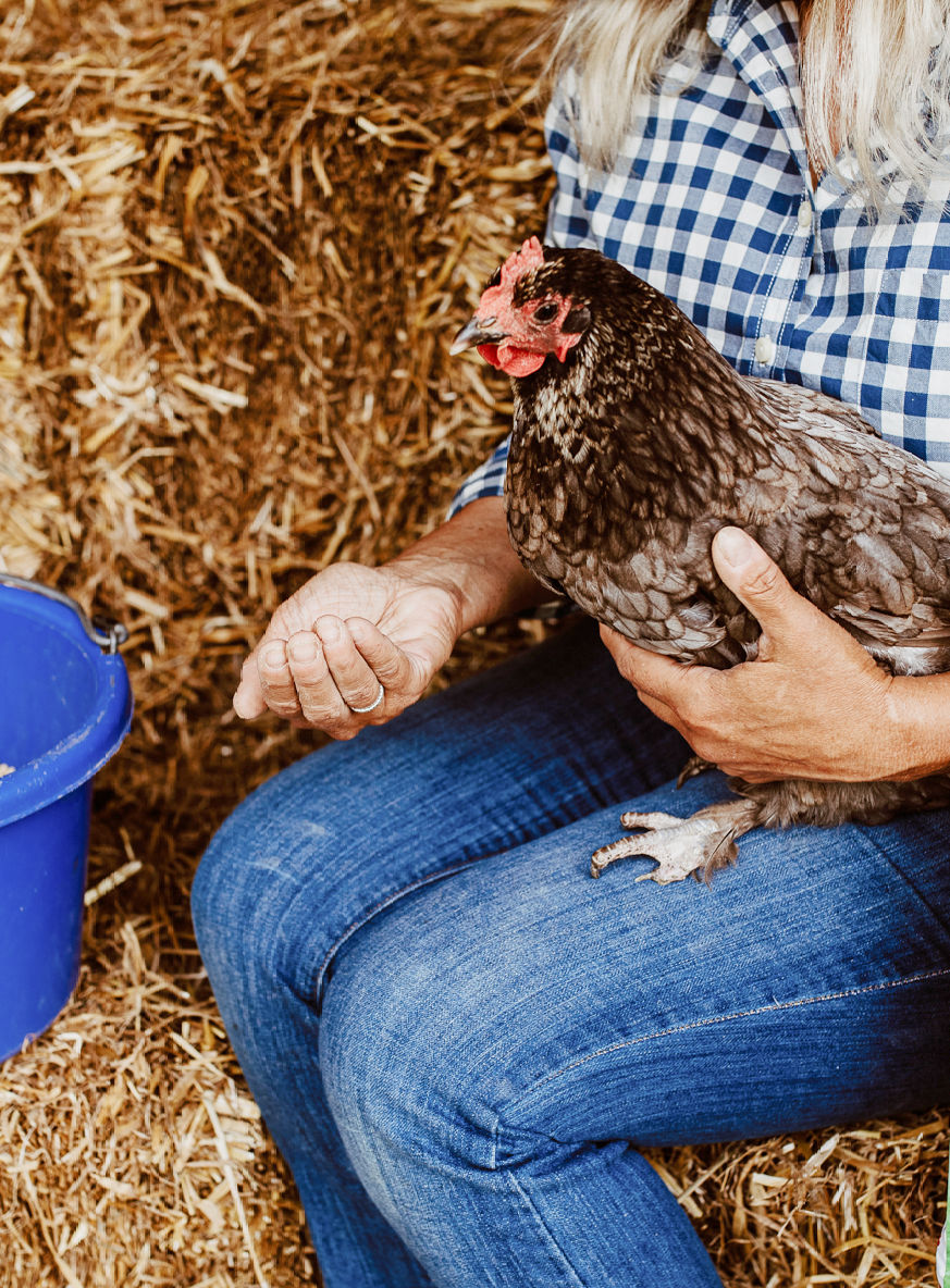 How to Pick up Chicks and Handle Them for a Family Friendly Flock ...