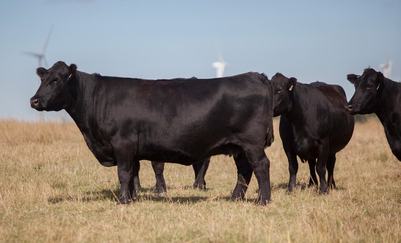 RCC Blog: For Sale | 20 Reg. Angus Cows Bred to Maternal Perfection
