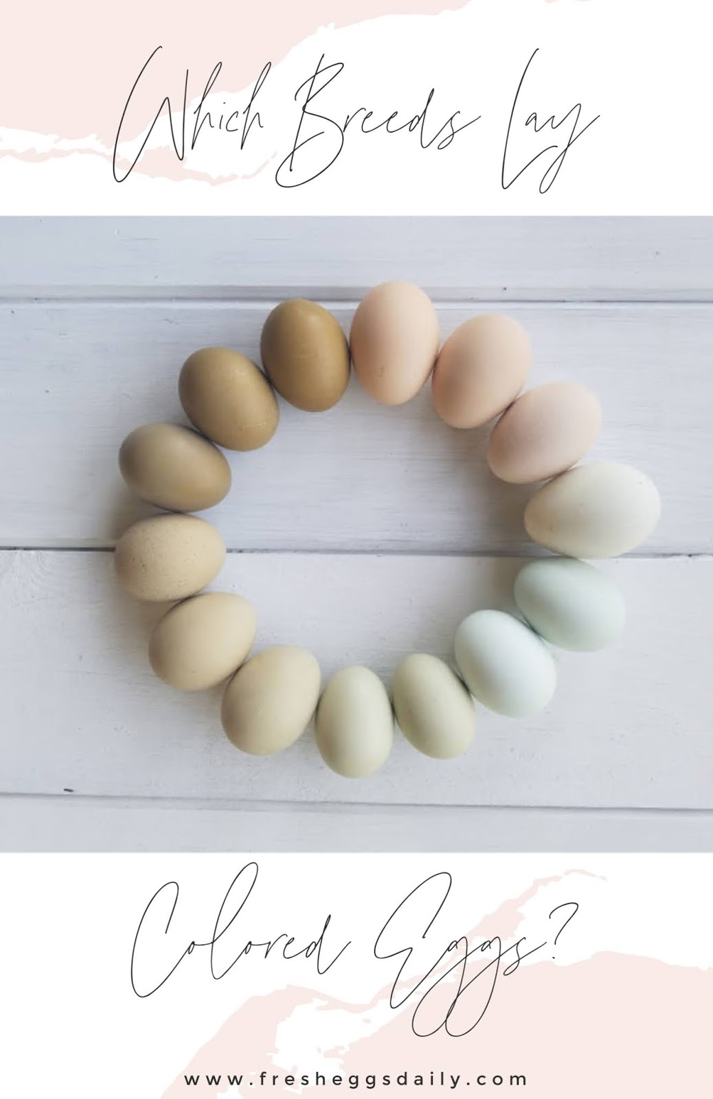 Which Breeds of Chickens Lay Colored Eggs? | Fresh Eggs Daily®