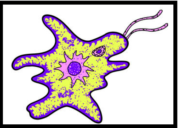 Ciencias Naturales: El reino protista