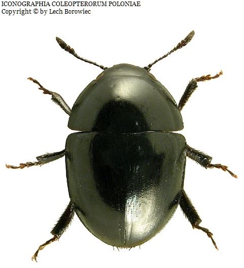 Variety of Life: Phalacridae