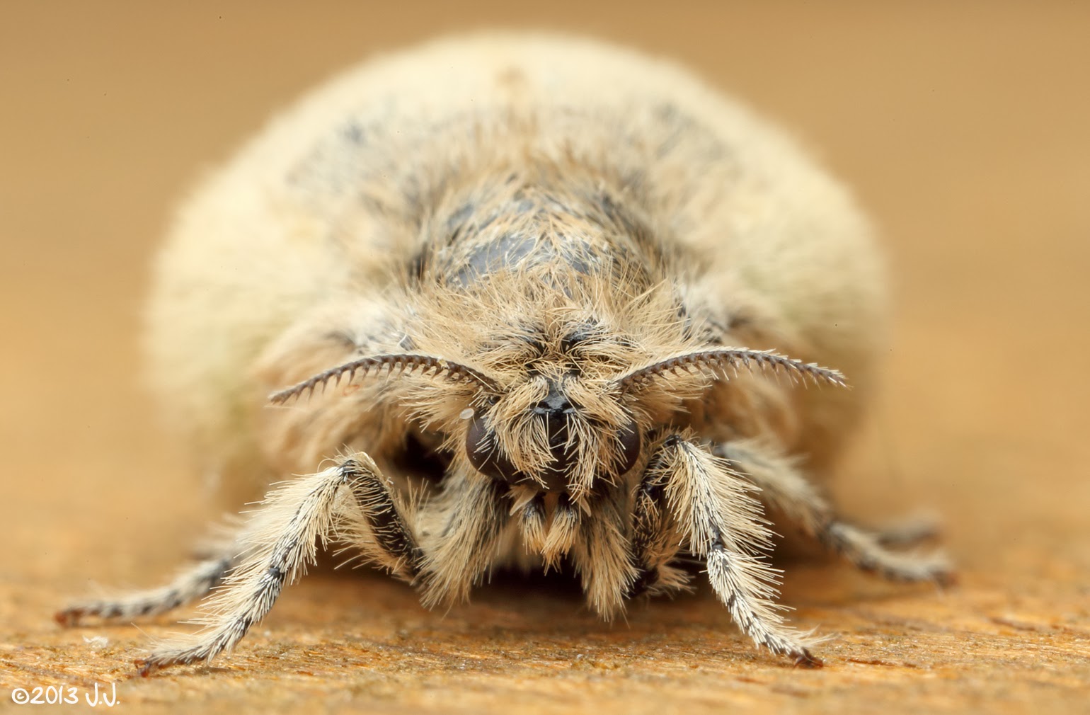 JJ's Photographic nature blog: What a carry on...