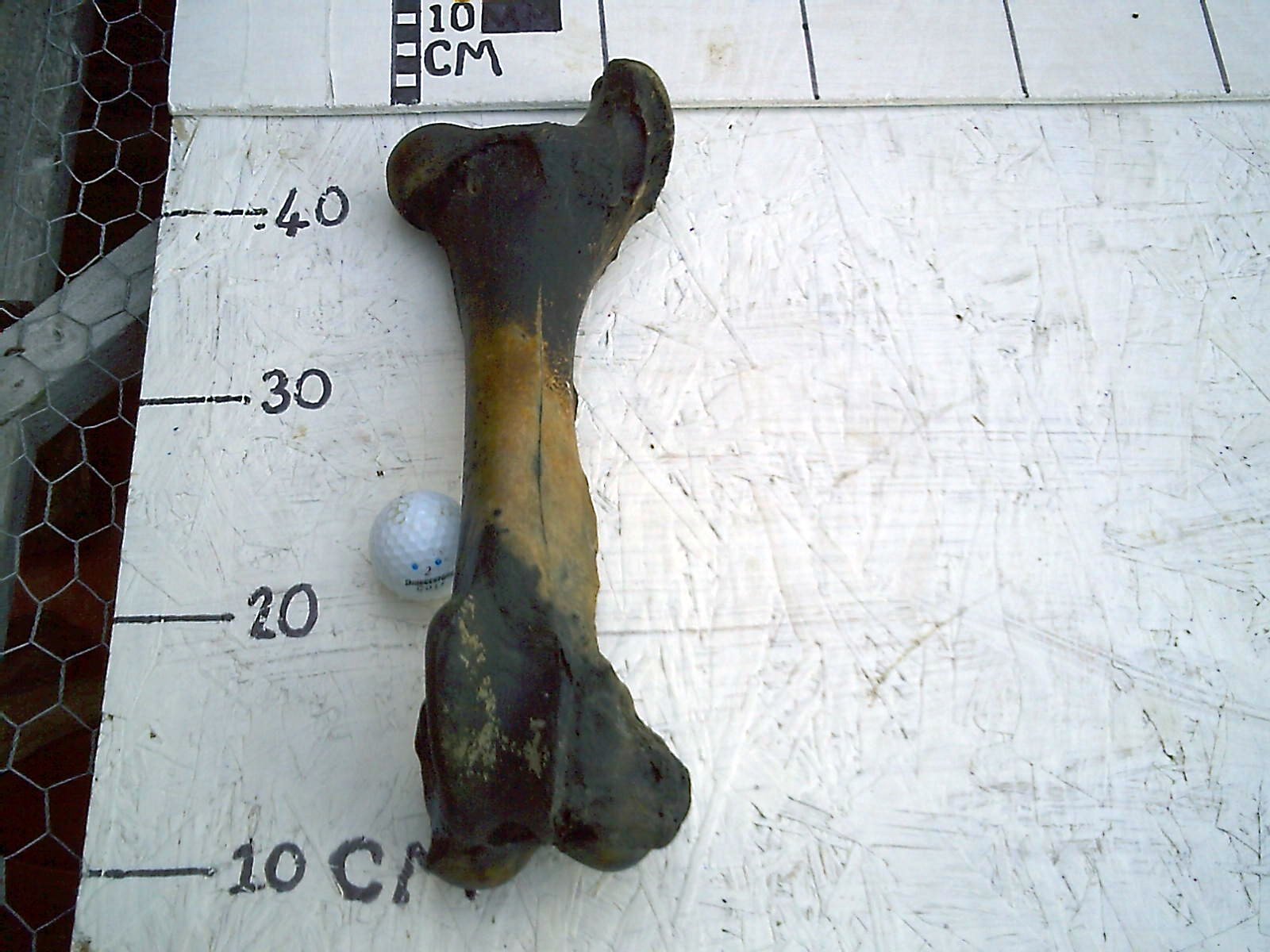 HISTORY OF A BECK: Bovine Femur