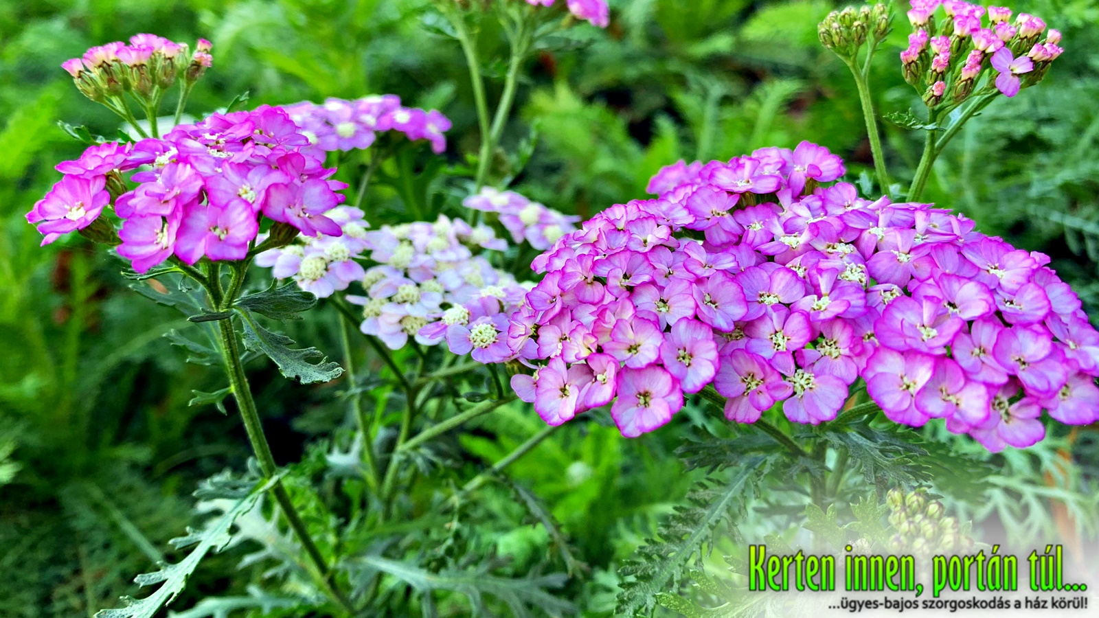 Közönséges cickafark, a csodálatos gyógynövény.