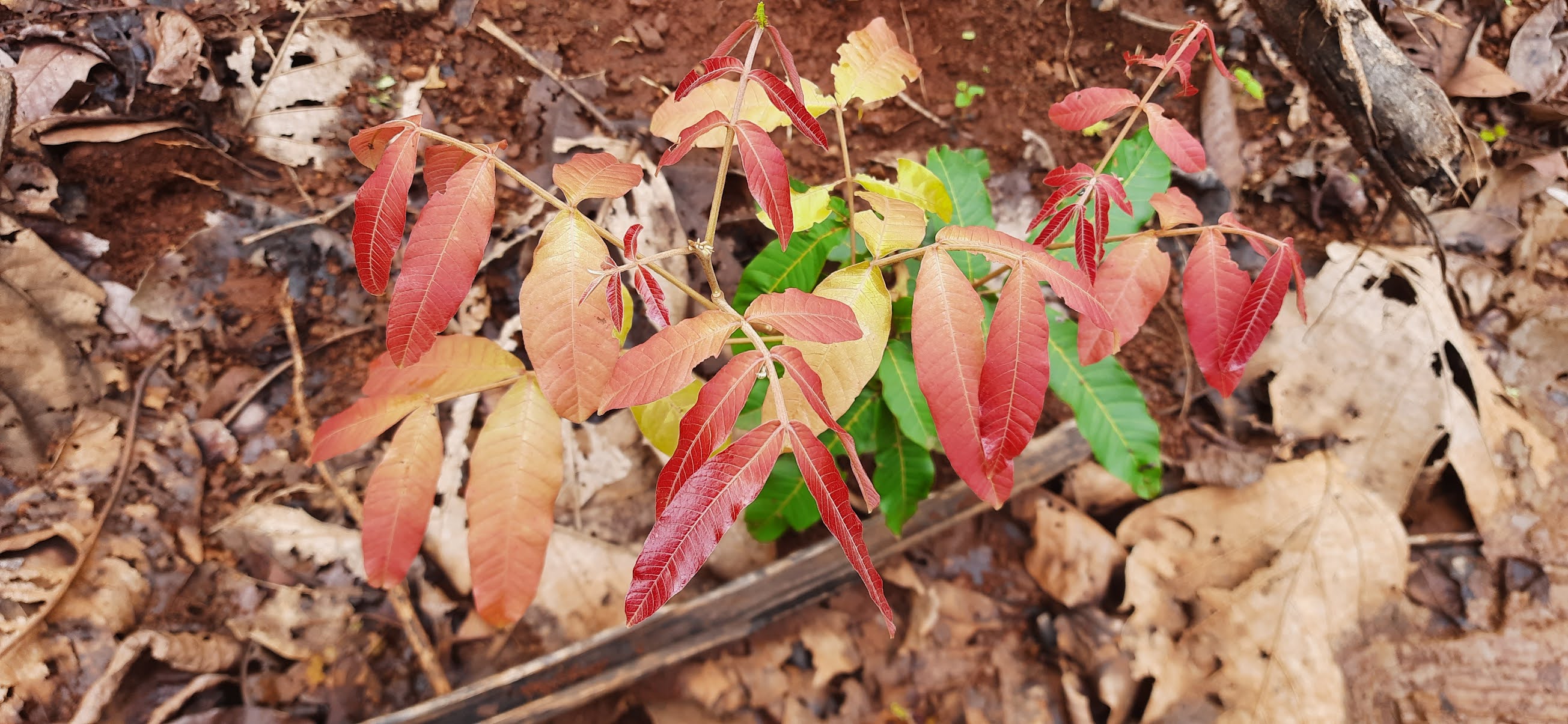 Sharad Pandhare's Educational Blog: Incredible Nature