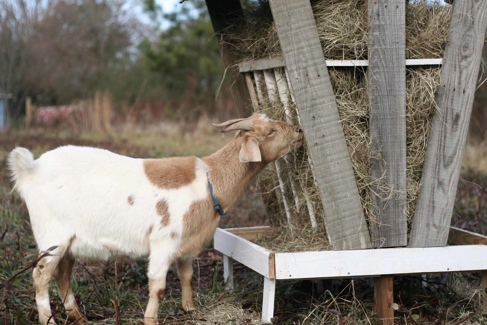 Kornerstone Farms: Goat Hay Feeder