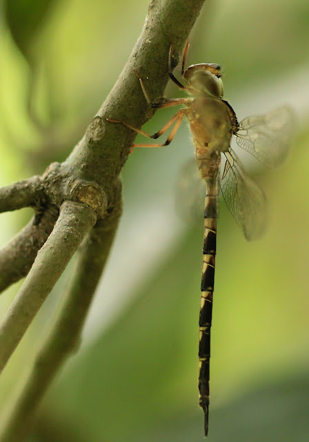 VietOdonata: Gynacantha subinterrupta Rambur, 1842