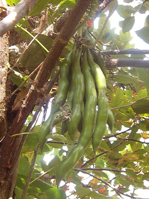 Belleza Natural del Sumapaz: El balú o chachafruto- DUVAN SMITH TORRES ...