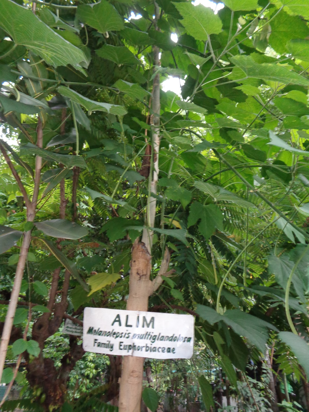 Naturalism - the Eighth Sense: Trees (San Vicente Botanical Garden 1)