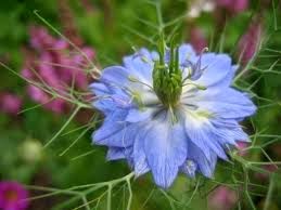 HABBATUS SAUDA' ~ Rawatan & Terapi As- Sunnah