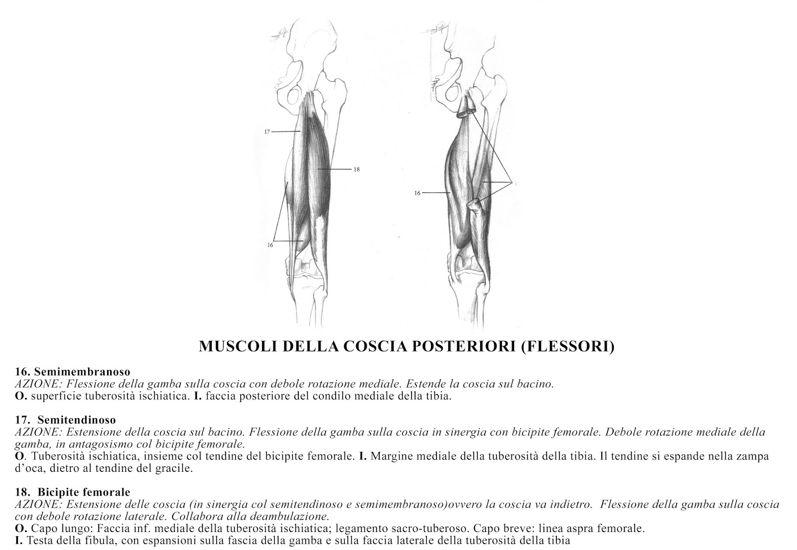 CON IL CORPO VIVO : CORPO ANATOMICO: ARTI INFERIORI
