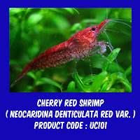 Jual Udang Red Cherry (Neocaridina Denticulata Red) - Ikan Koi