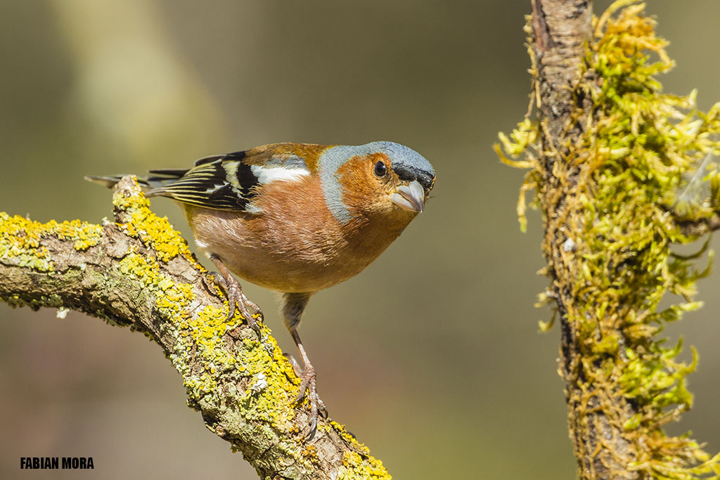 FOTO DE NATURALEZA FABIAN - MORA: PINZON VULGAR (Fringilla coelebs)