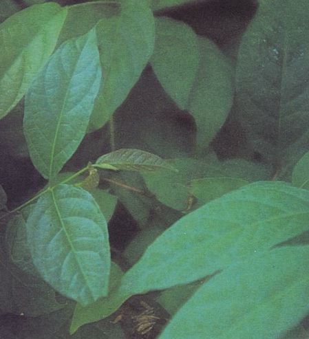 herbal leaves, herbal medicine plants and treatments: Burma Cruper ...