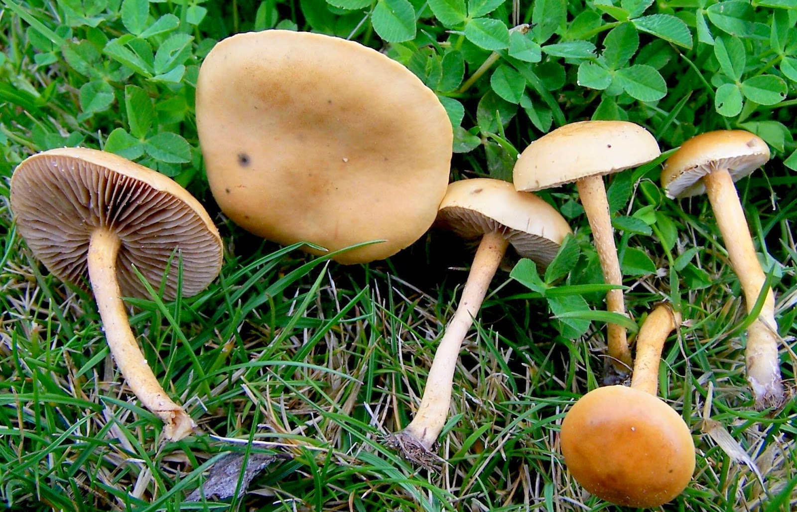 Setas Extremadura : Agrocybe Pediades
