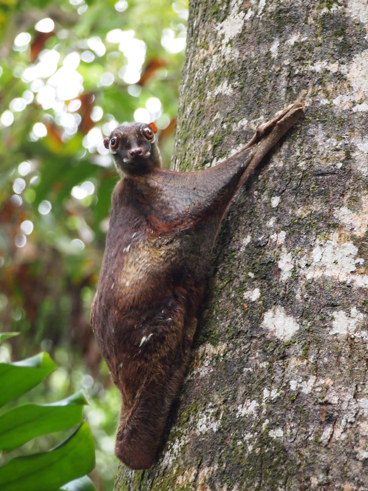 Its a Beautiful Day. Everyday.: Colugo