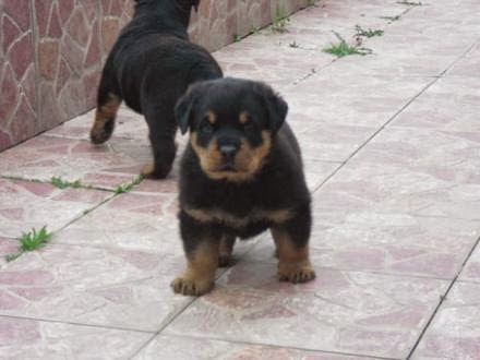 diferentes clases de perros: ROTTWEILER