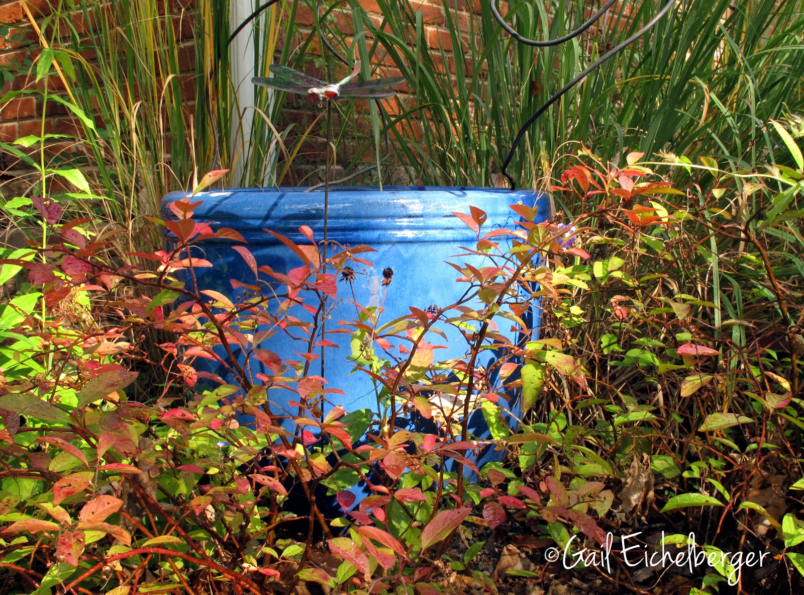 Itea Virginica Merlot