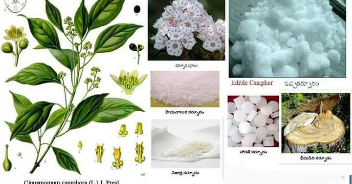 CHODAVARAMNET: HEALTH BENEFITS WITH CARPURAM / KARPURAM - Cinnamomum ...