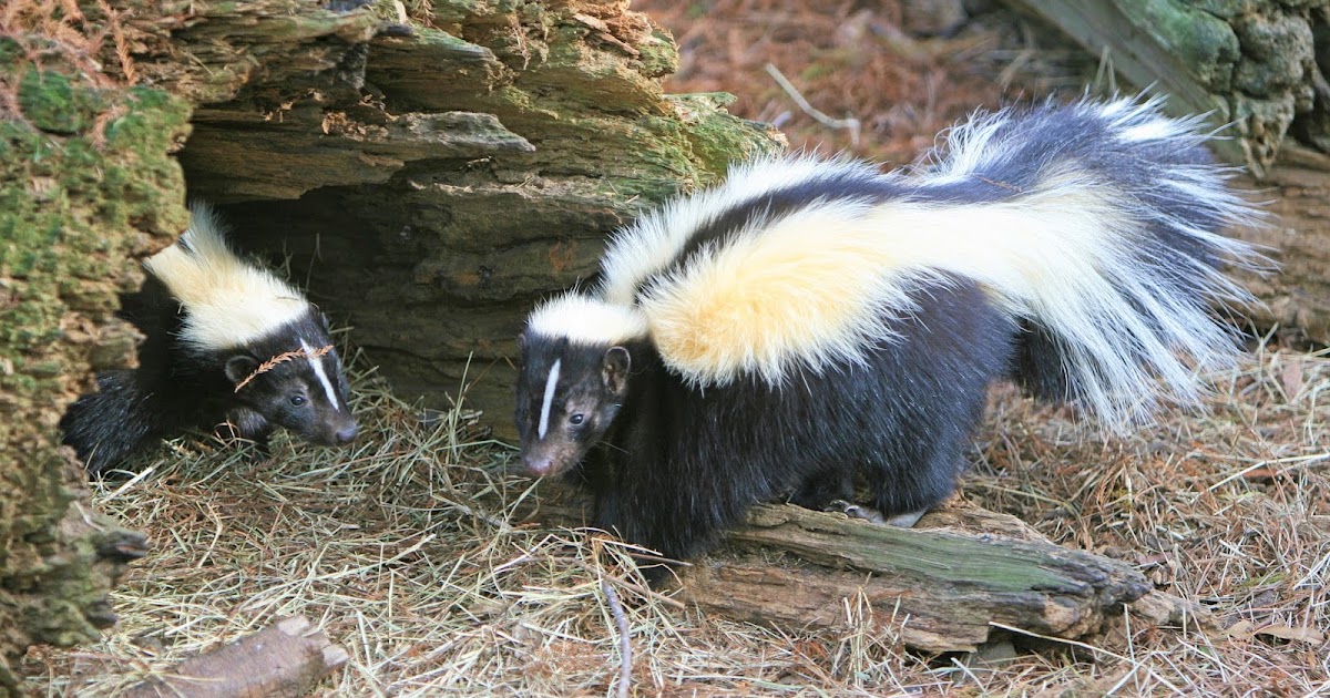 Fieggentrio: Slimme stinkerd: Stinkdier