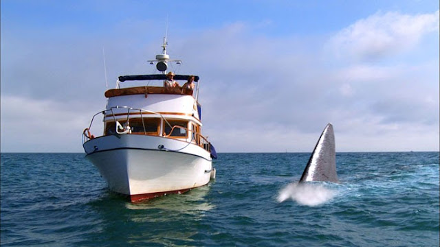 The Aculeus [ah-KOO-lee-oos]: Shark Week: Super Shark