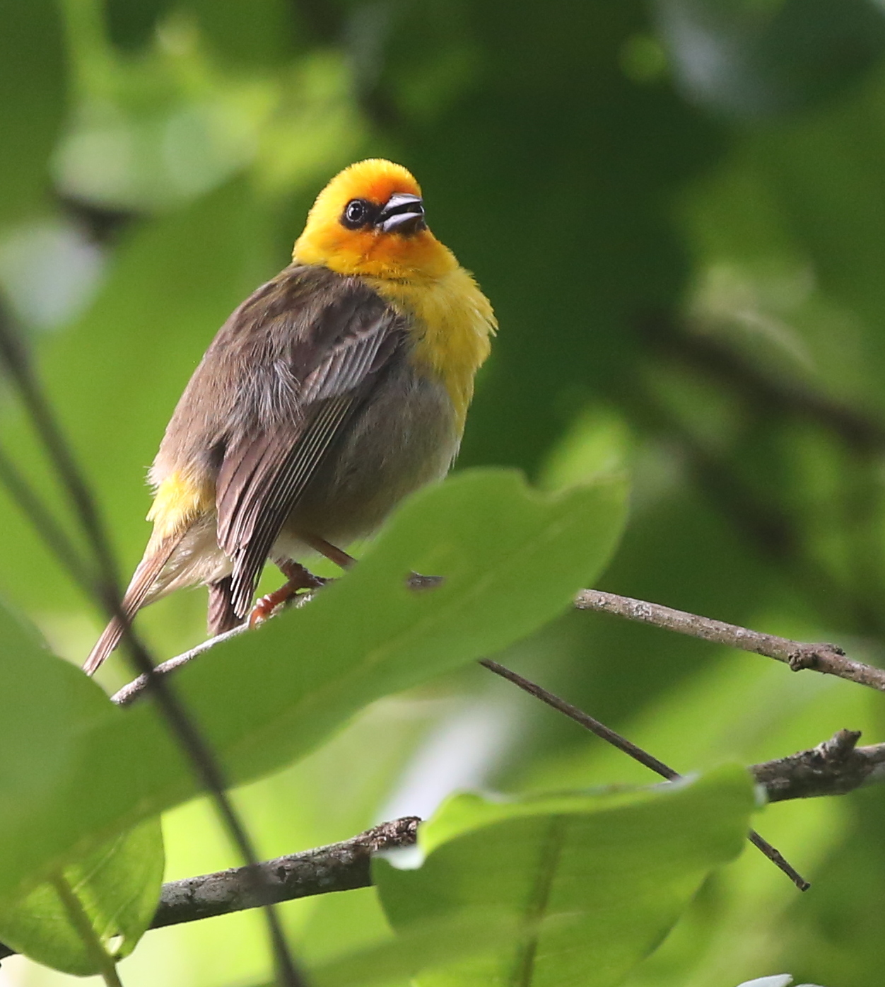 Worldbirder: Rodrigues Island