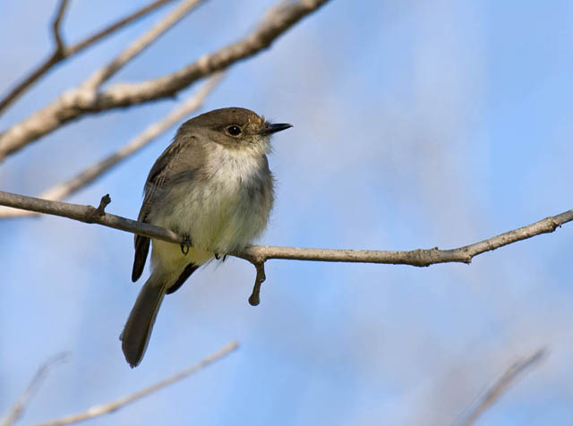 27 Backyard Birds To Know | Georgia