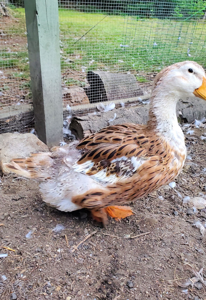 Ducks Molt Too! - Fresh Eggs Daily® with Lisa Steele