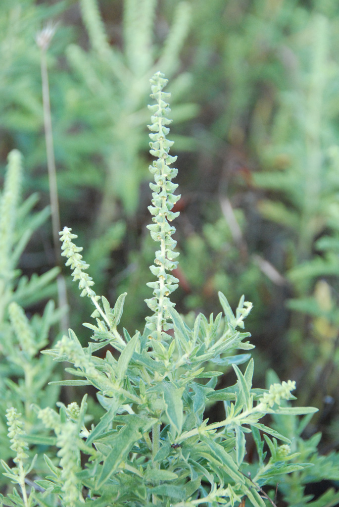 Gaia Garden: It's That Time Again....