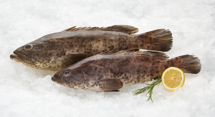 Frozen Grouper Nutrition - Frozen Grouper Supplier, Grouper Fish ...