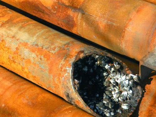 The Zebra Mussel Invasion: The Zebra Mussel Definition: