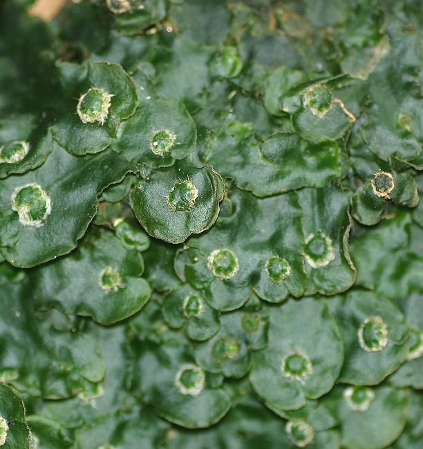 Flora de Puerto Rico Ilustrada Papo Vives: HEPATICAS TALOSAS ...