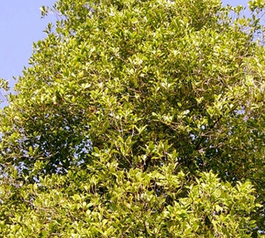 Health Benefits of Vegetables & Non-Vegetables: Clove Tree