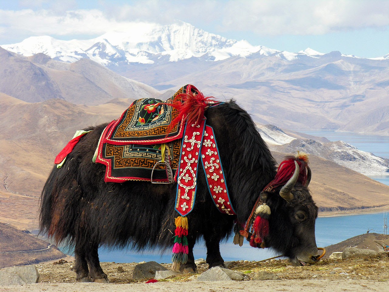 eScienceCommons: Yak dung burning pollutes indoor air of Tibetan households