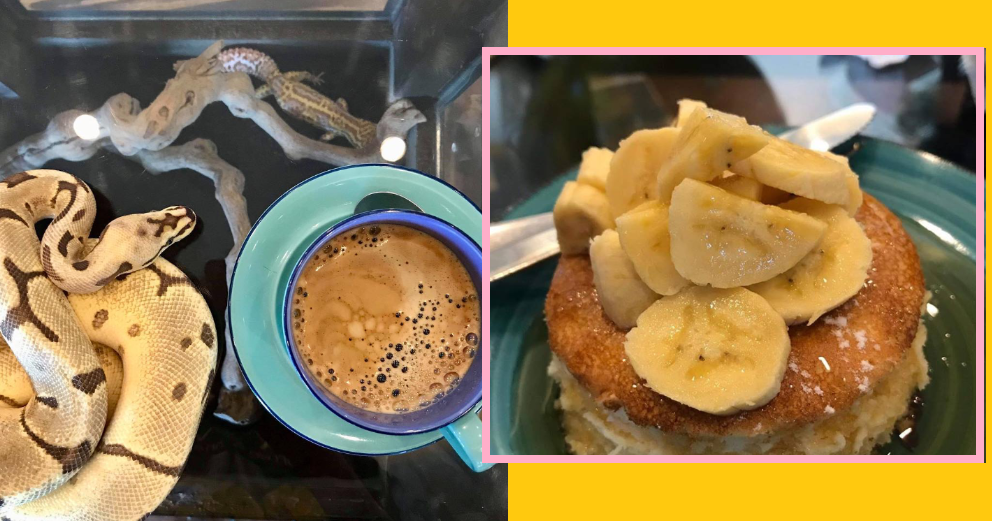 This reptile-themed cafe in Bacolod is the best spot to hang out with ...