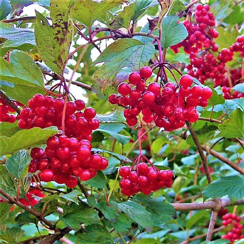 Plants & Gardens in Colonial & Early America: Plants in Early American ...